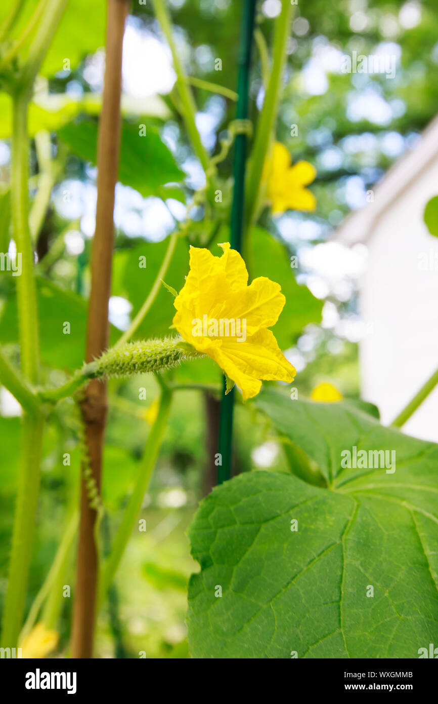 Young cucumber with flowers in a garden by a house Stock Photo - Alamy
