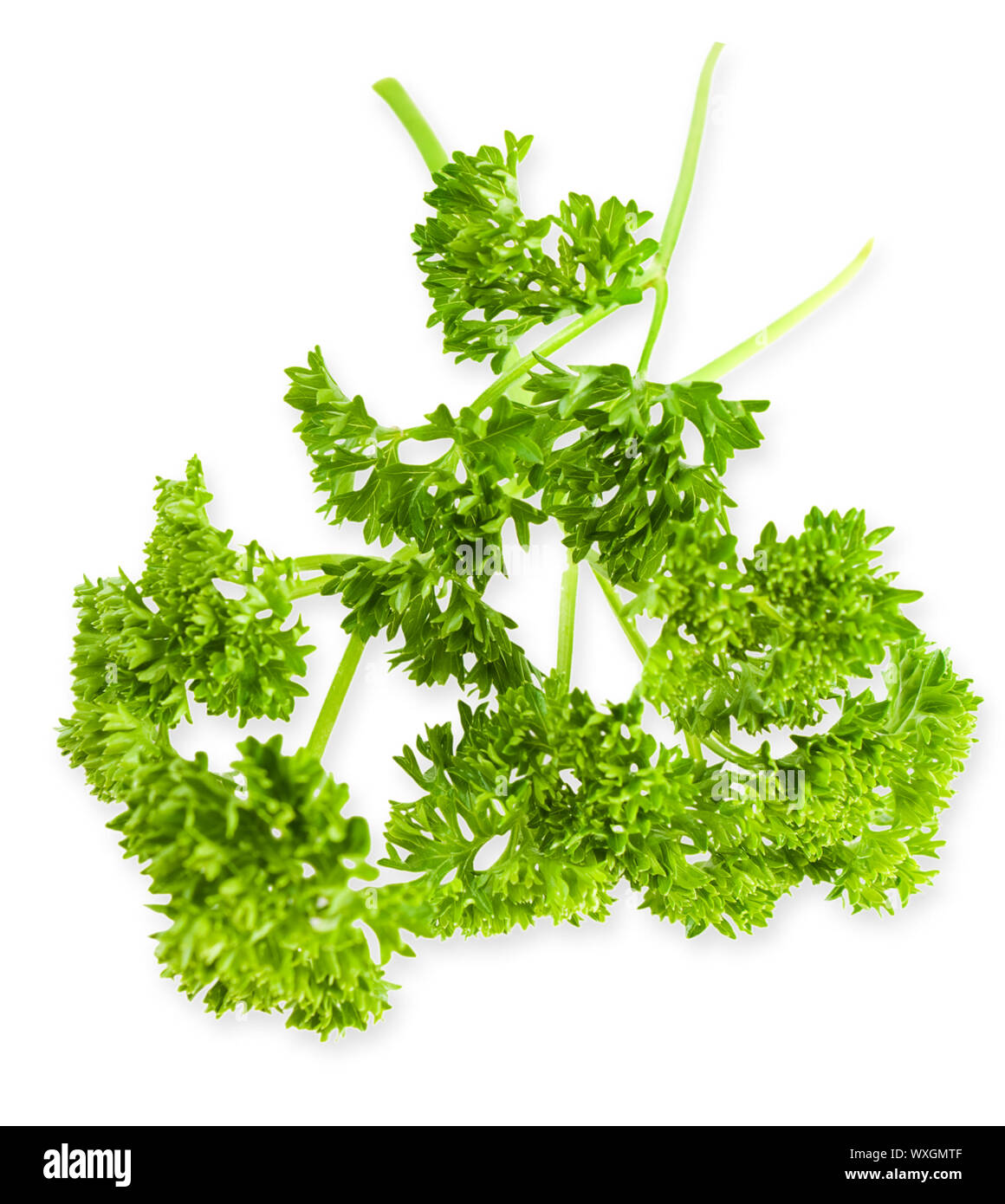 close-up parsley isolated on a white background Stock Photo - Alamy