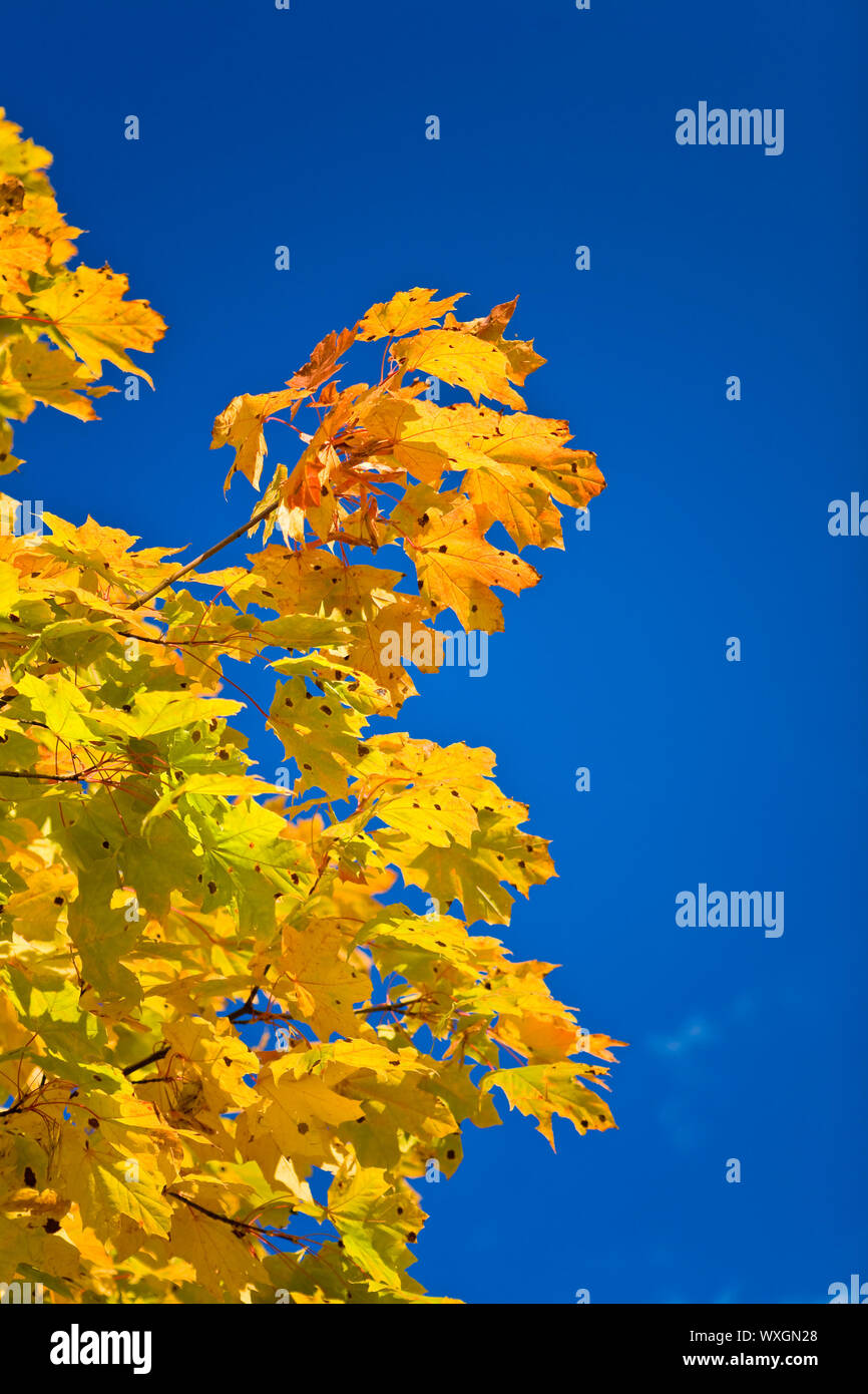 autumn color branch of maple Stock Photo - Alamy