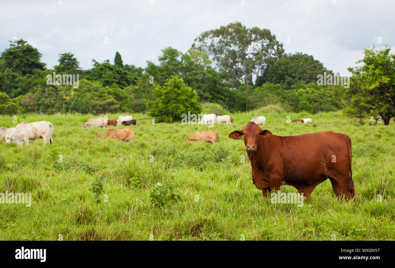 Brahman cattle in a paddock, Queensland, Australia Stock Photo - Alamy