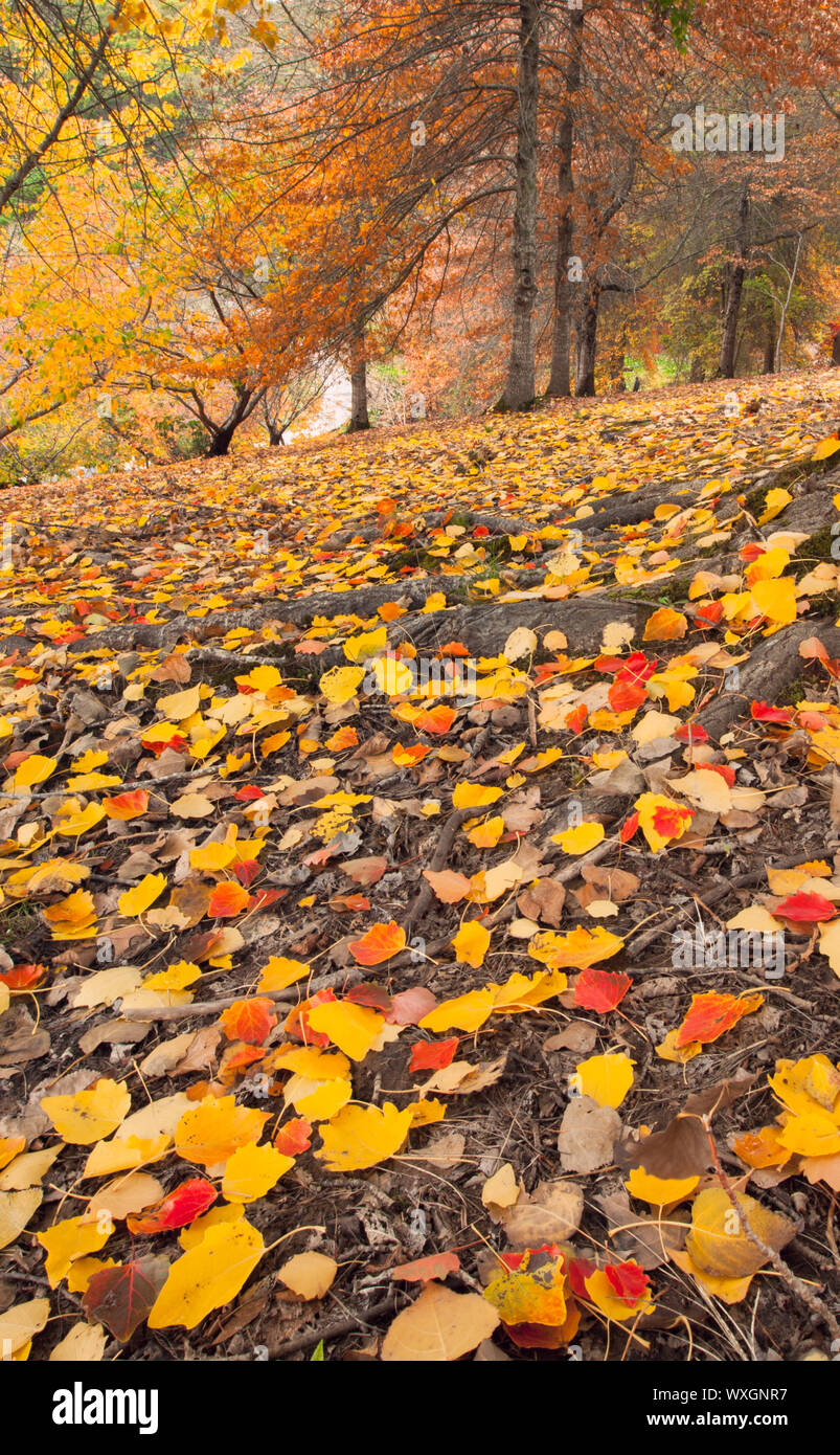 Beautiful Autumn Colours in South Australia Stock Photo - Alamy