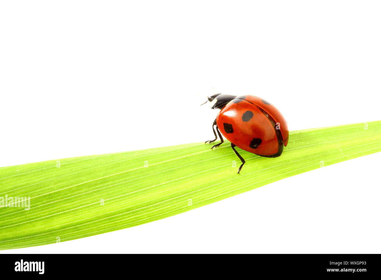 ladybug on green grass isolated white background Stock Photo - Alamy
