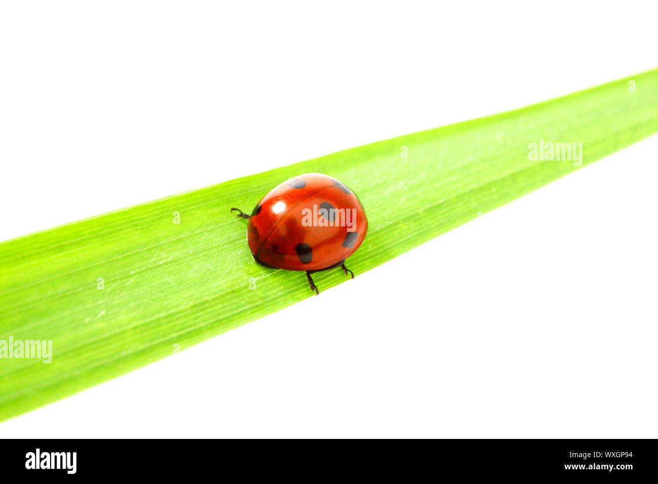 ladybug on green grass isolated white background Stock Photo - Alamy