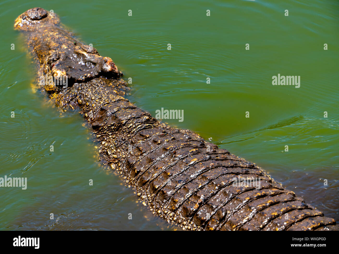 Alligator hunting photos hi-res stock photography and images - Alamy