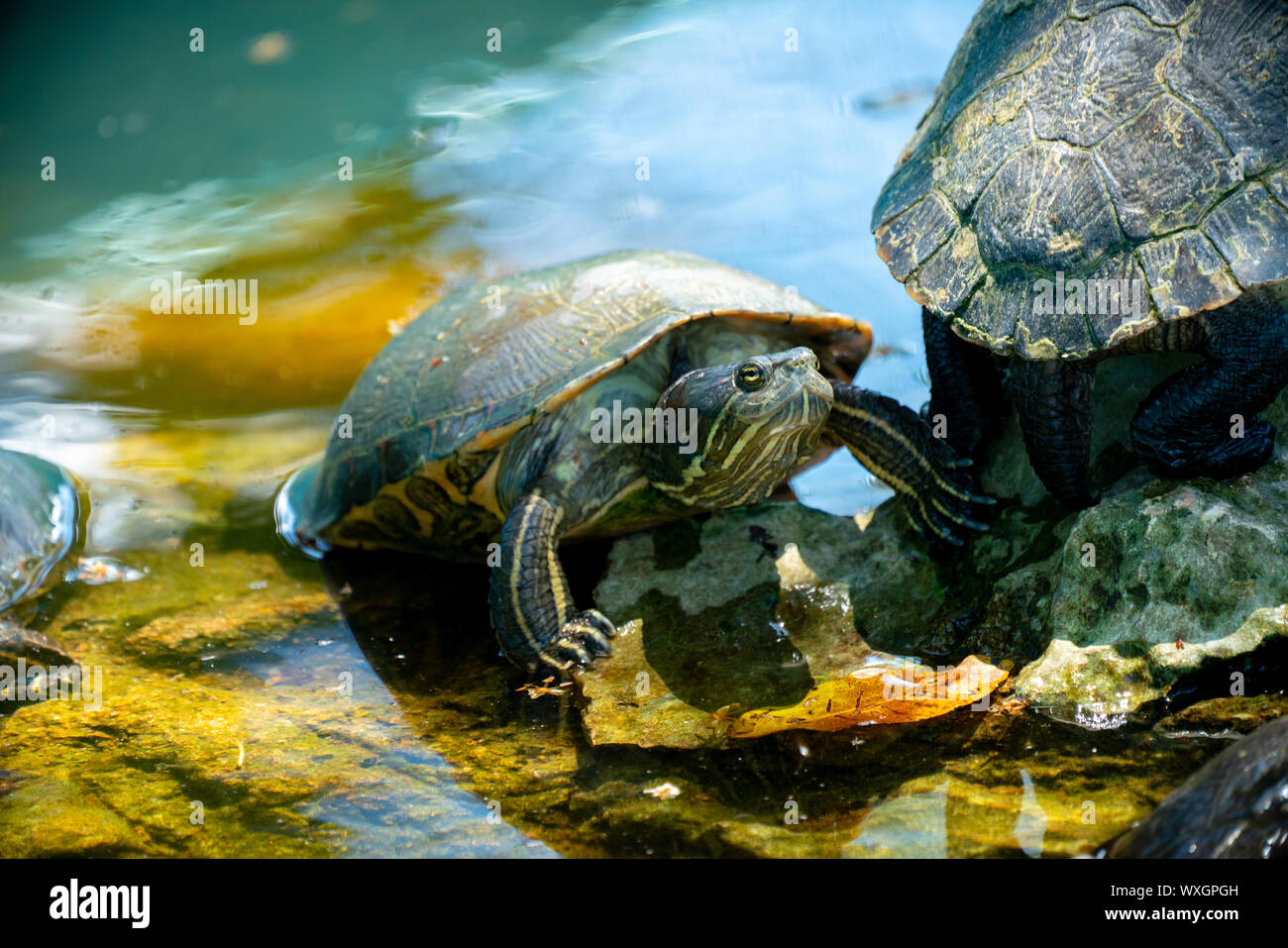 Red-eared slider also known as red-eared terrapin, red-eared slider ...