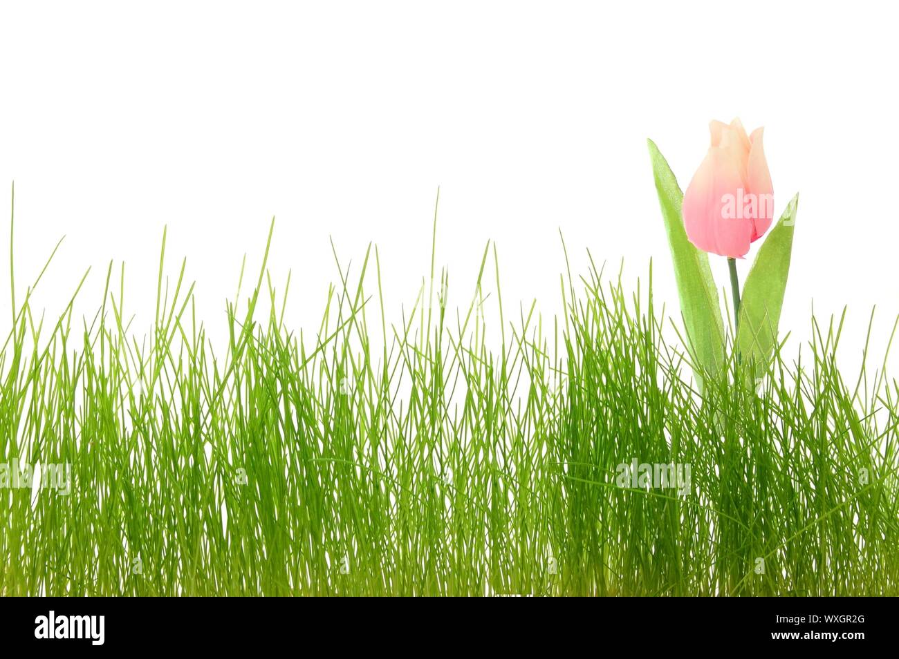 flower and grass isolated on white background showing summer concept ...