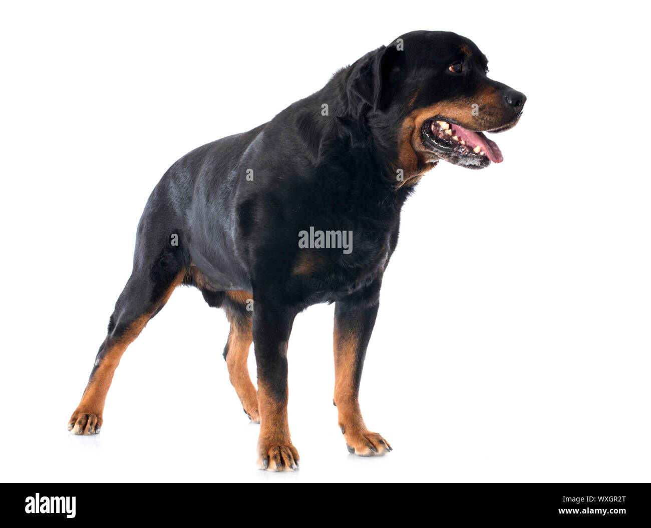 portrait of a purebred rottweiler in front of white background Stock ...