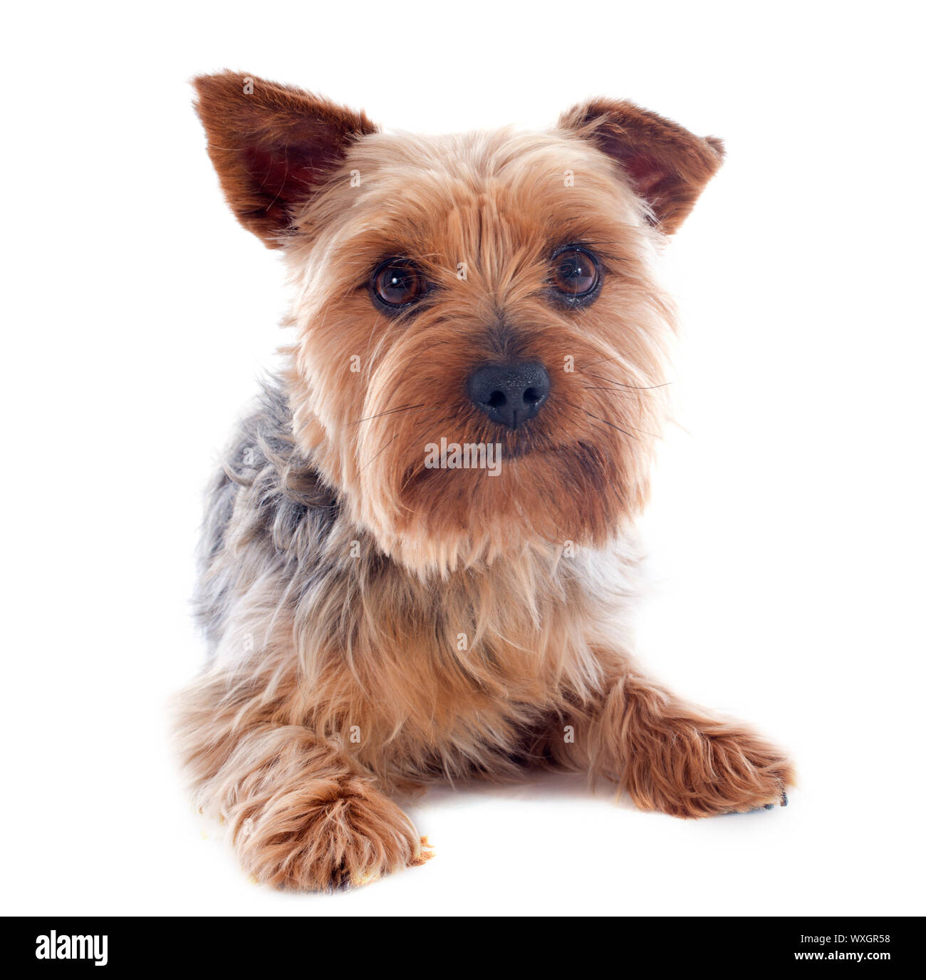 portrait of a purebred yorkshire terrier in front of white background ...