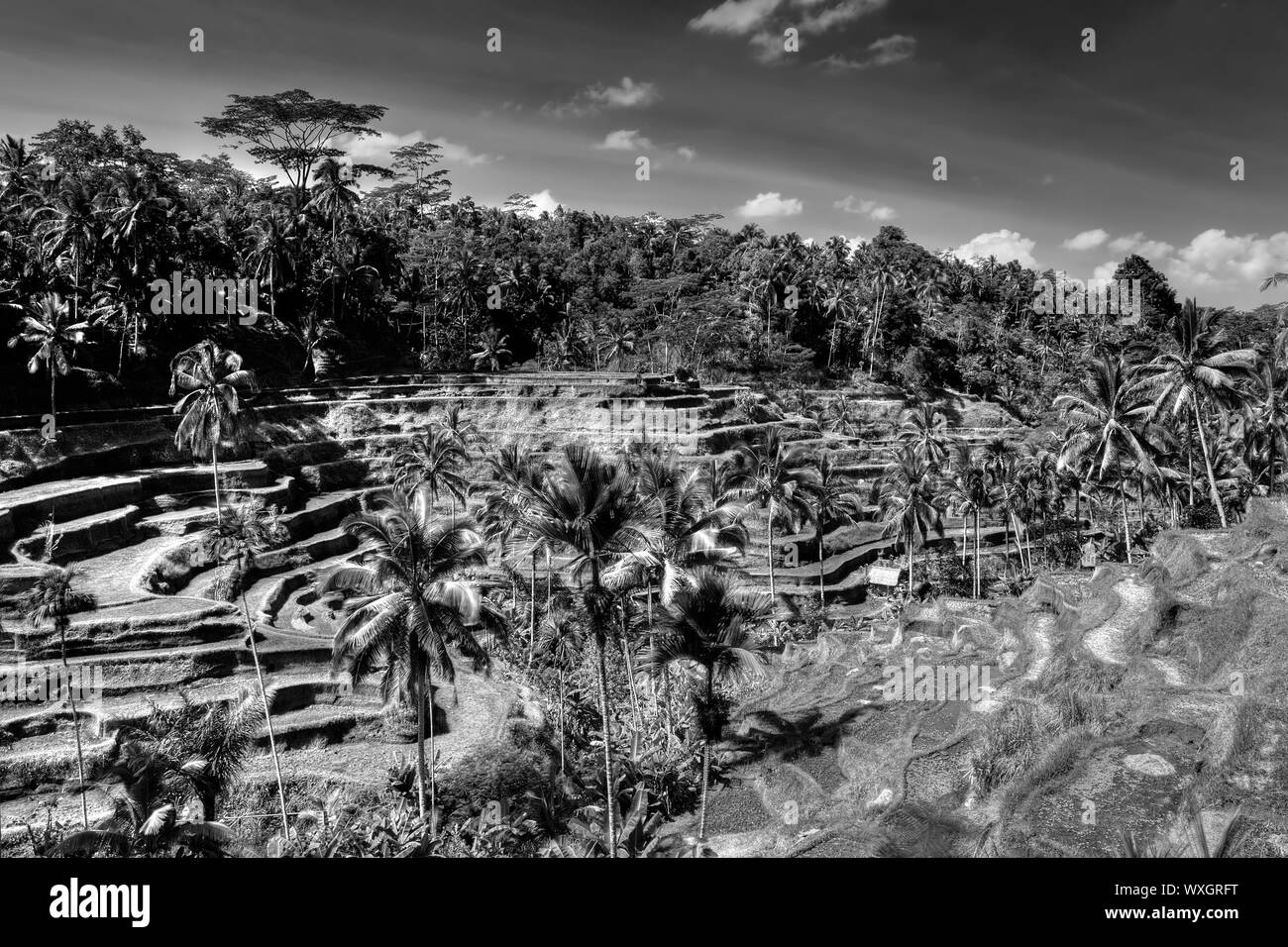 Rice terrace fields in Bali Indonesia Stock Photo - Alamy