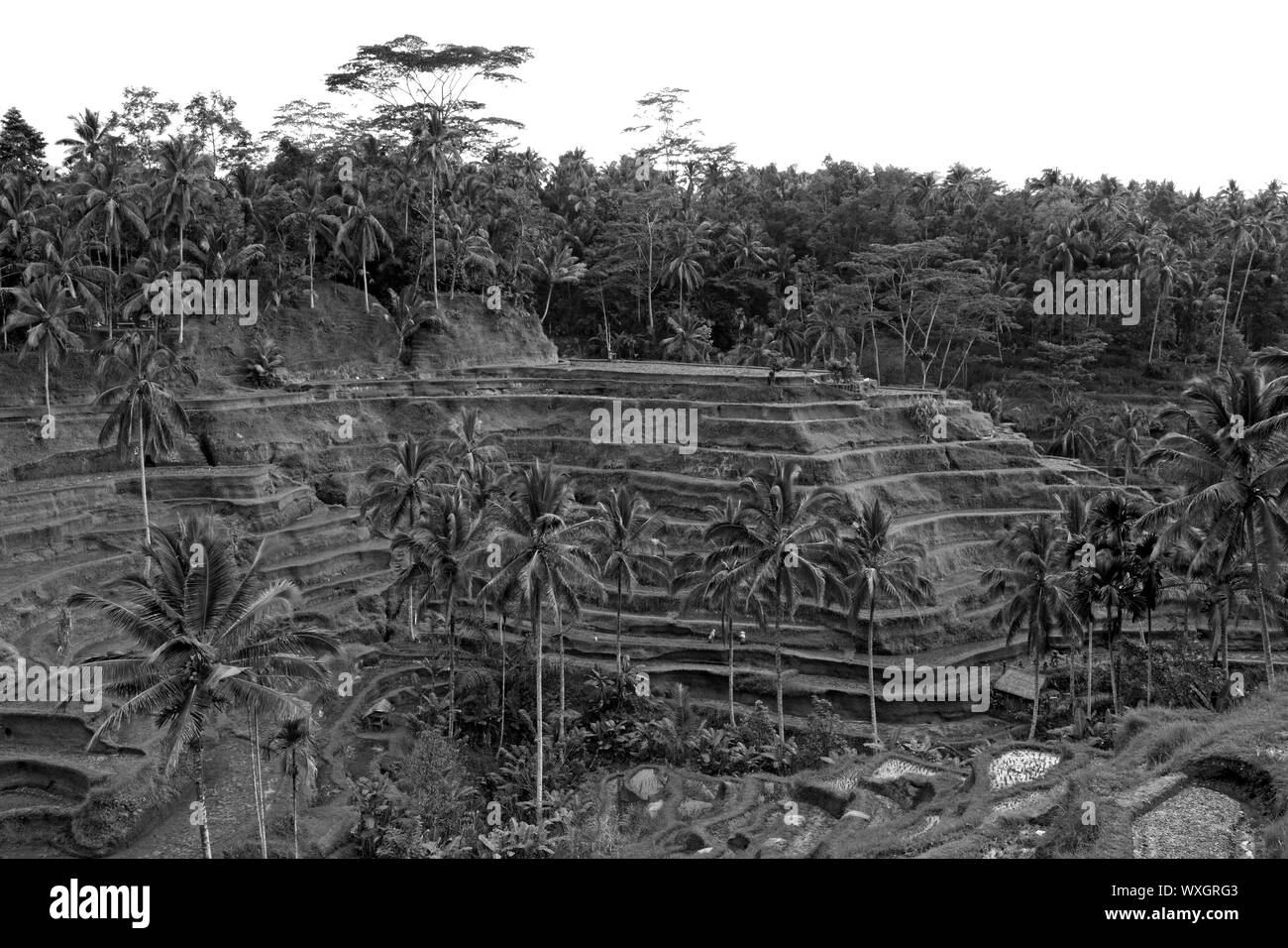 Beautiful rice terrace scene Black and White Stock Photos & Images - Alamy