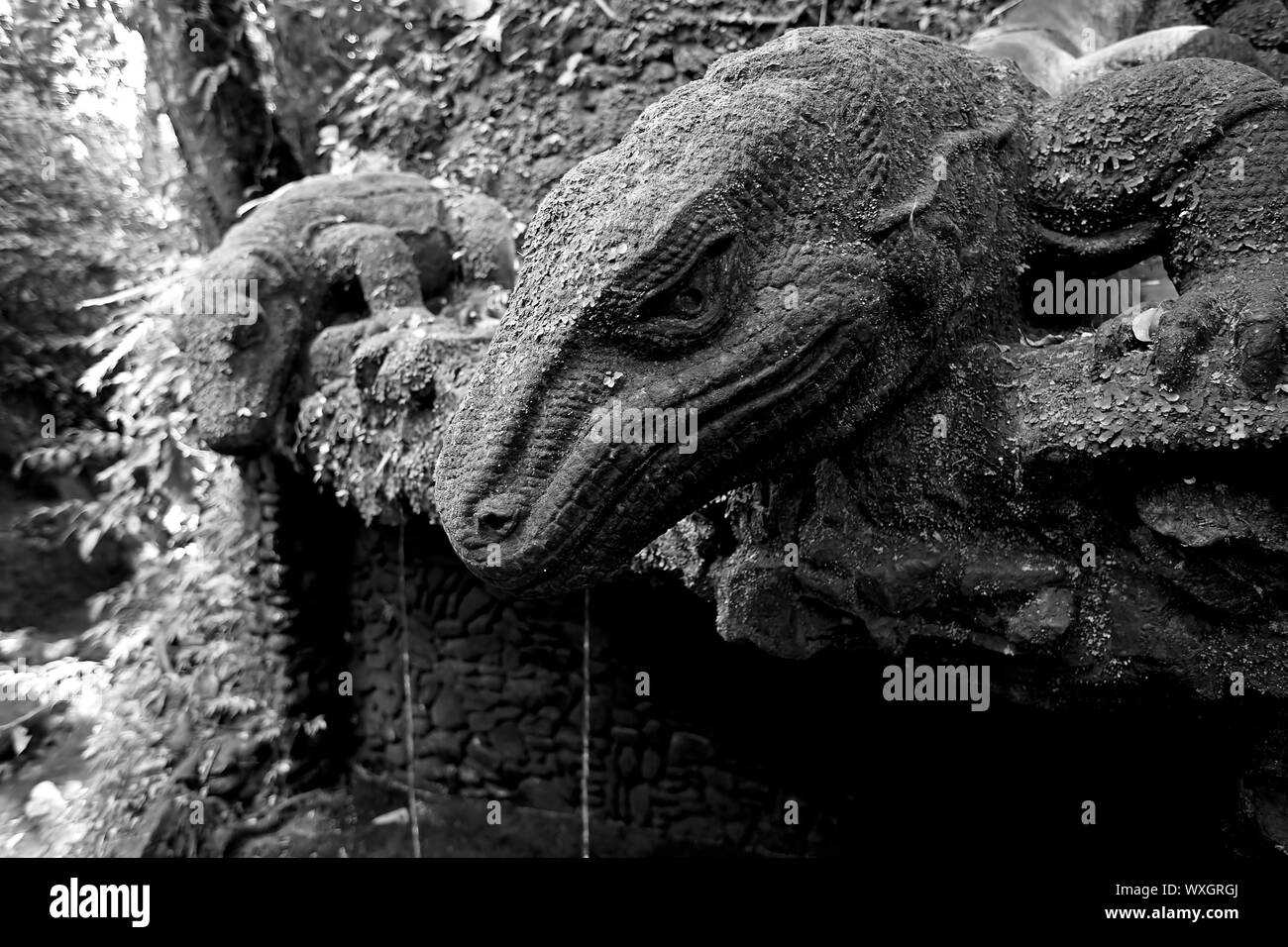 Bali reptiles hi-res stock photography and images - Alamy