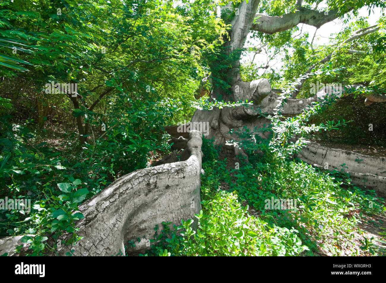 Kapok plant hi-res stock photography and images - Alamy