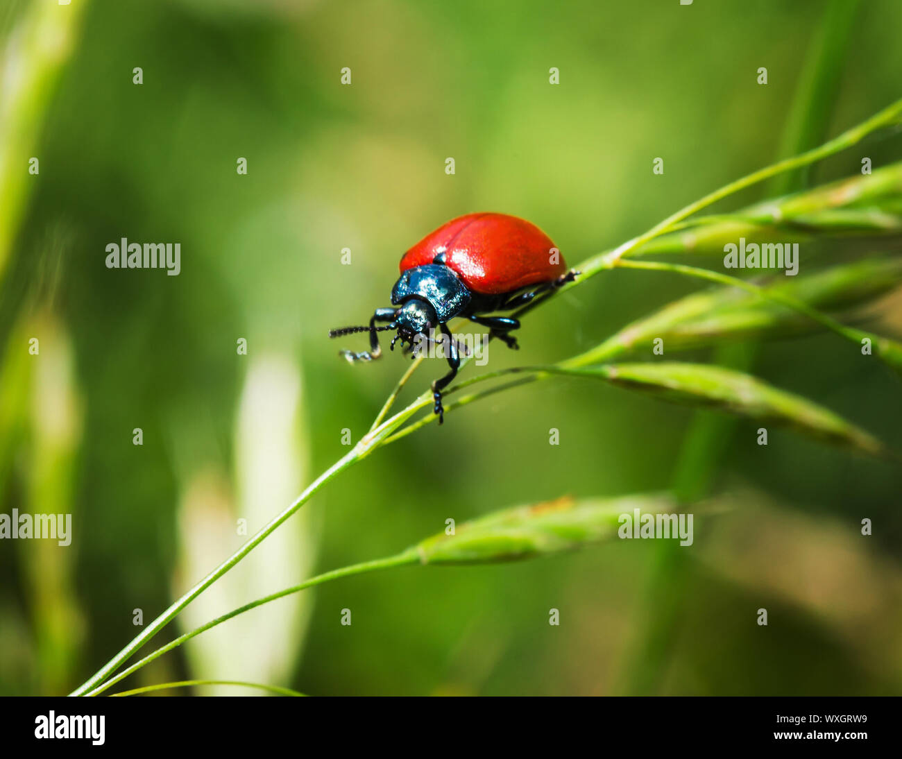 Poplar leaf beetle melasoma populi hi-res stock photography and images ...