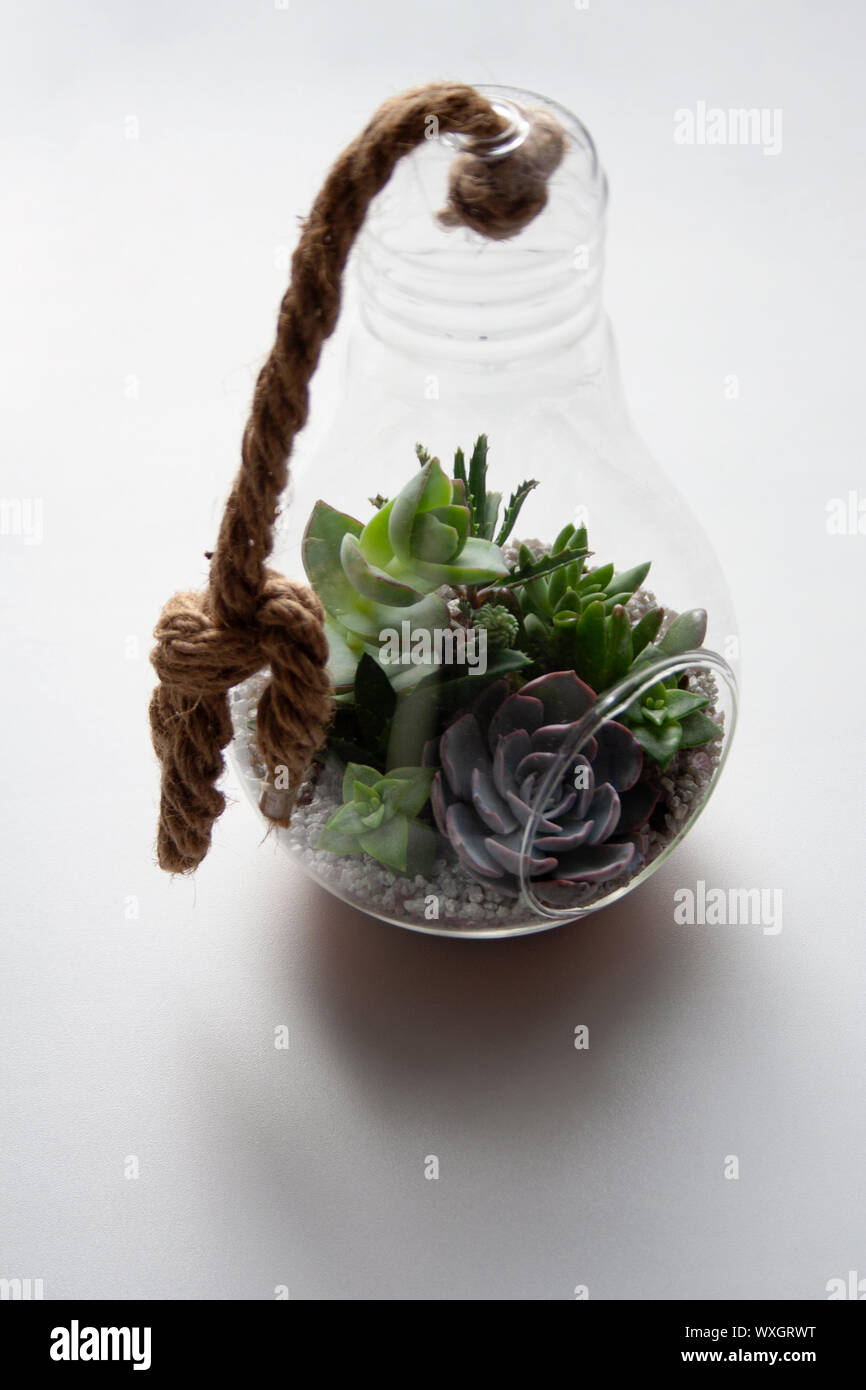 Succulents garden in glass light bulb terrarium with a cable knot ...