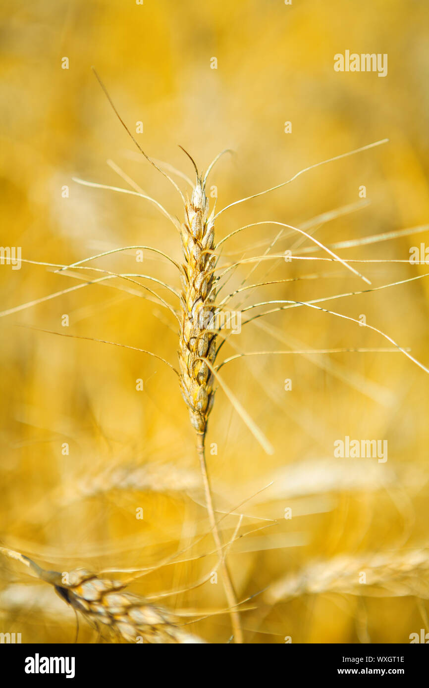 a plant of wheat macro Stock Photo - Alamy