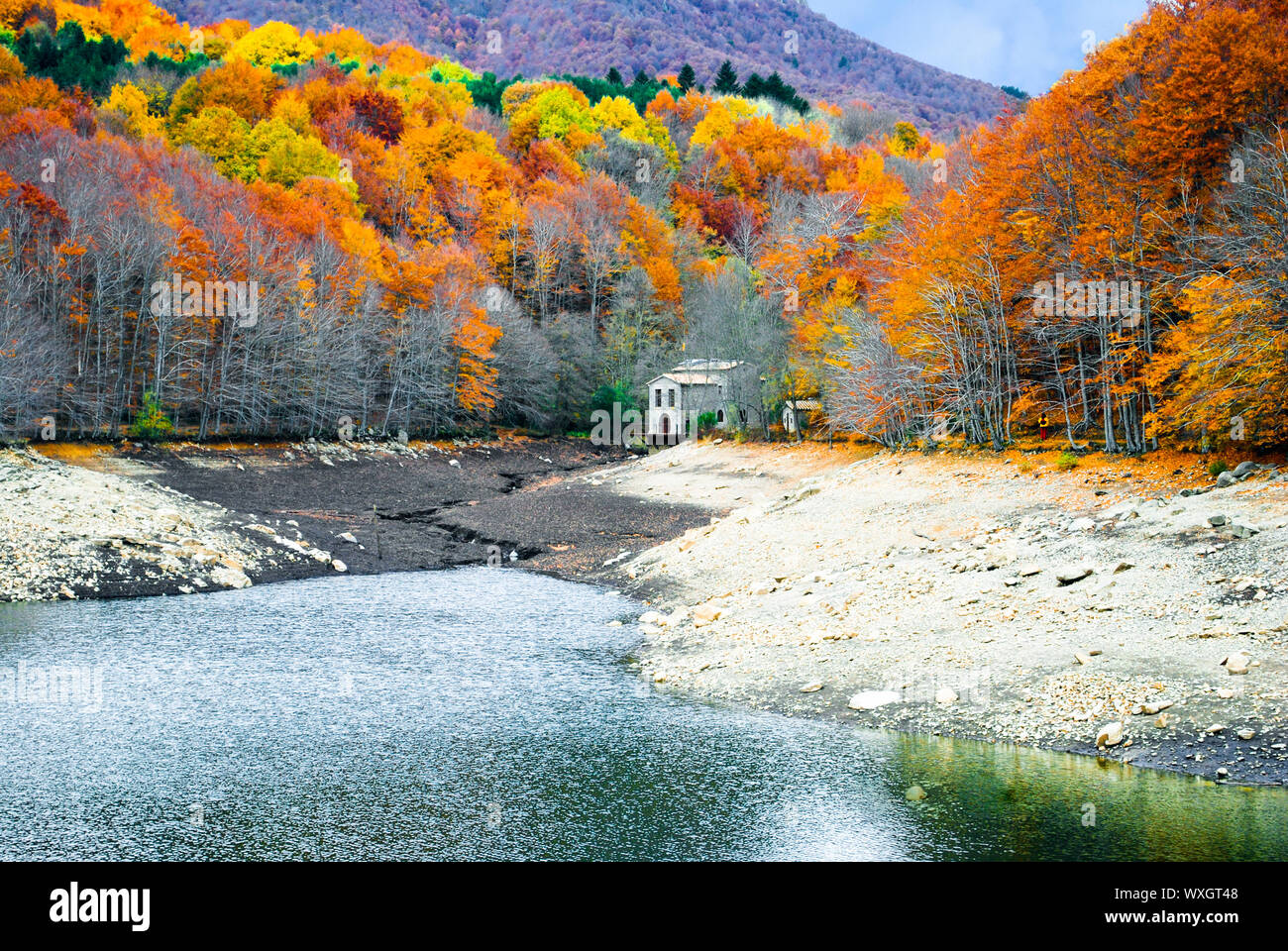 Colorful trees and leaves in autumn in the Montseny Natural Park in ...