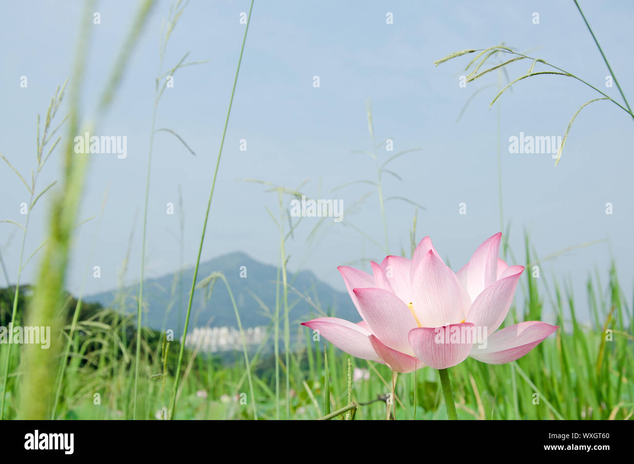 Lotus flower in the farm at daytime Stock Photo - Alamy