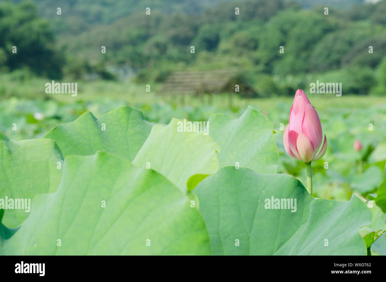 Lotus flower in the farm at daytime in Taiwan, Asia Stock Photo - Alamy