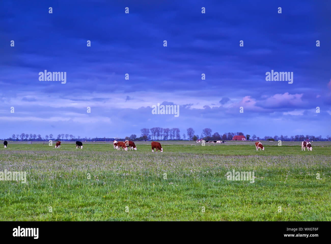 cattle grazing on pasture at sunset, Netherlands Stock Photo - Alamy