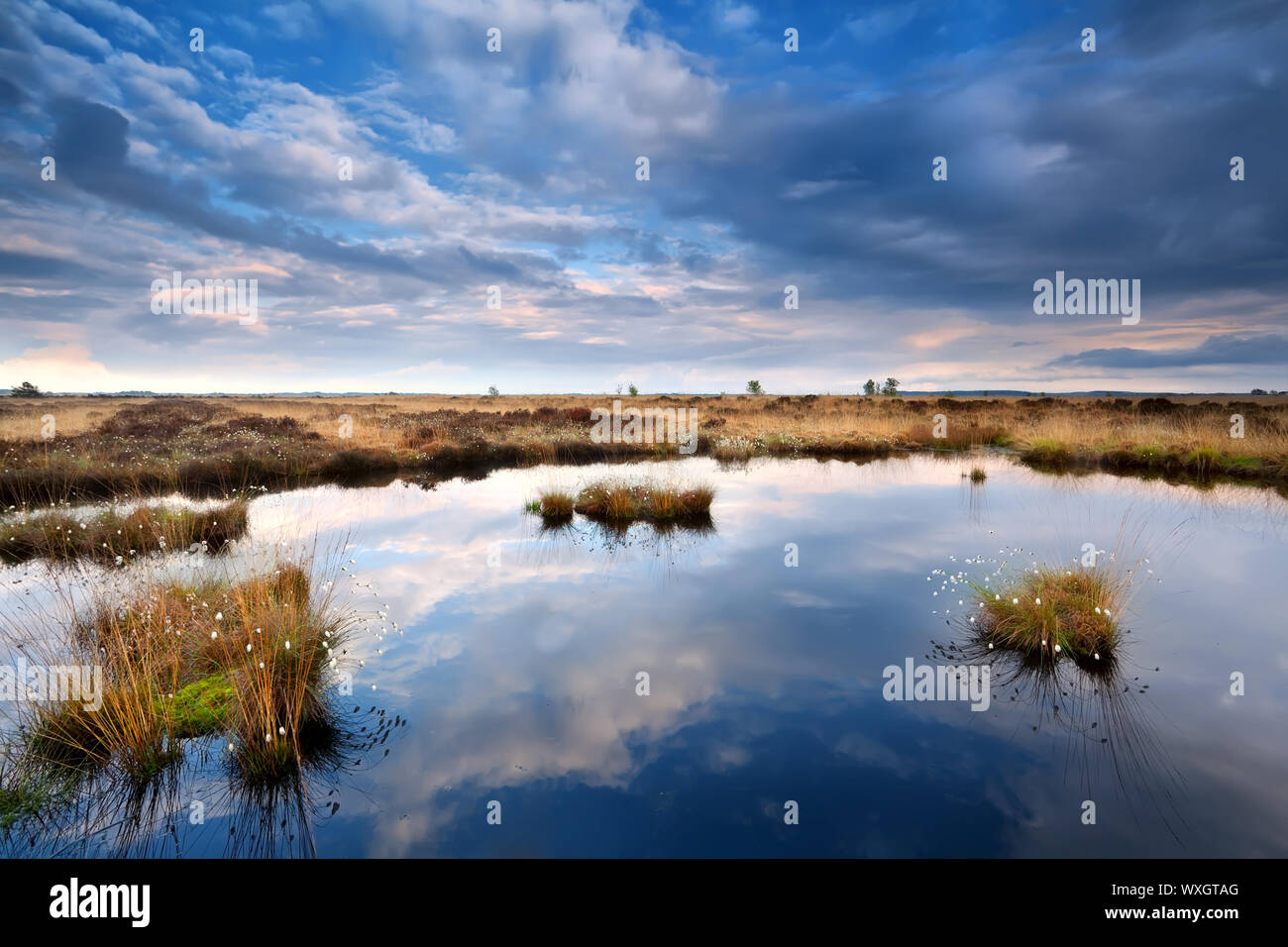 blue cloudscape over swamp in Drenthe, Netherlands Stock Photo - Alamy