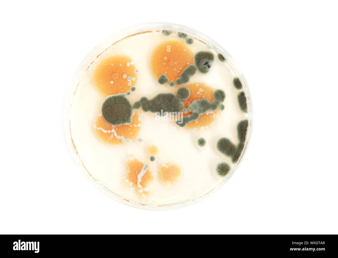 various fungi on agar plate over white background Stock Photo - Alamy