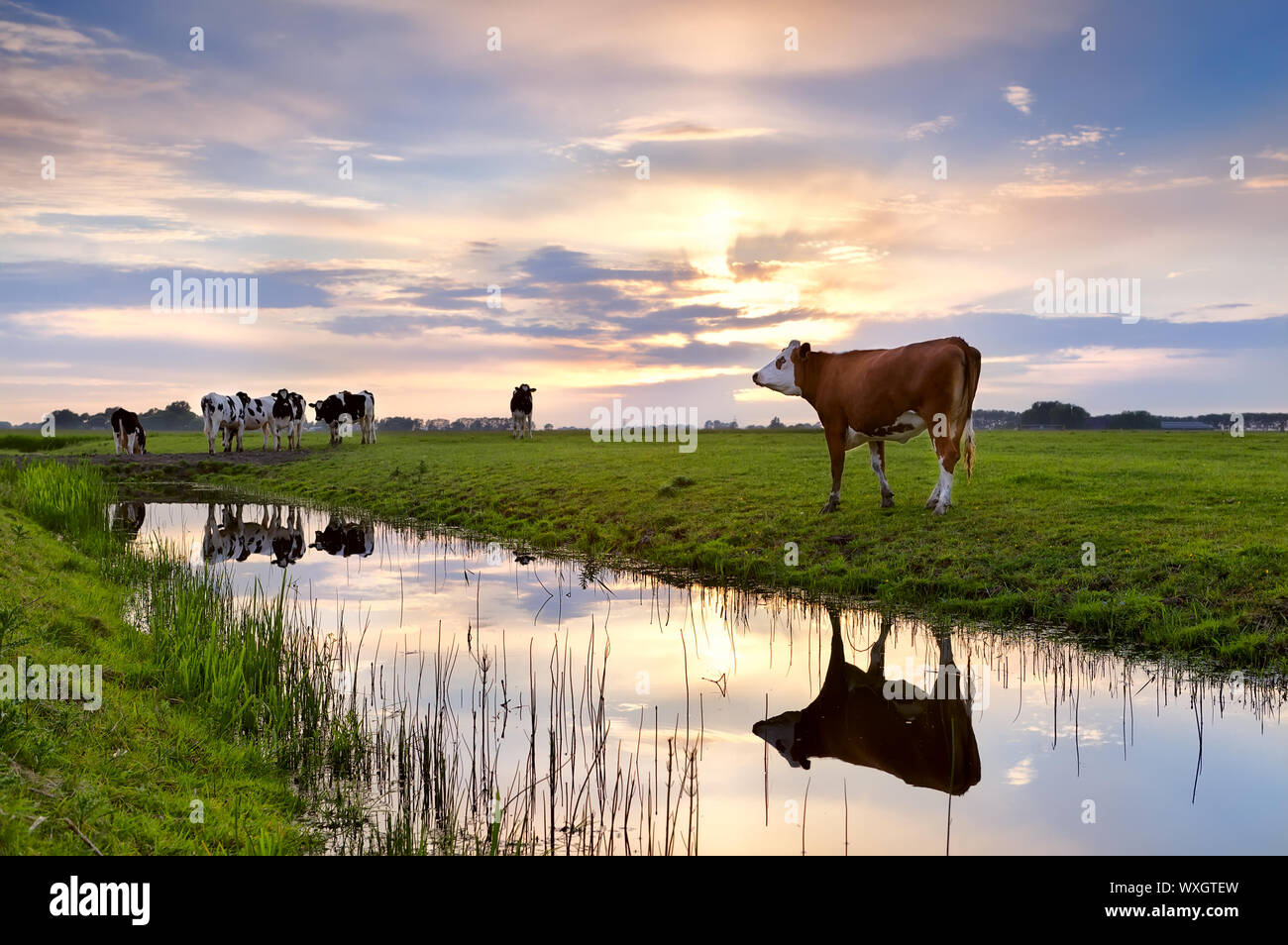 cattle on pasture and river at summer sunset, Groningen Stock Photo - Alamy