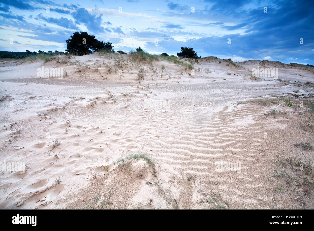 gloomy landscape on windy sand dunes Stock Photo - Alamy