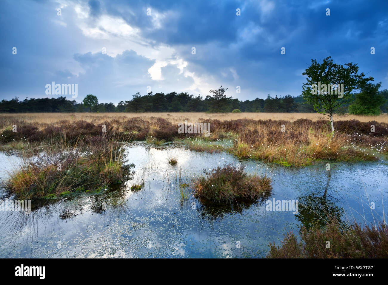 beautiful clouded sky over water in swamp Stock Photo - Alamy
