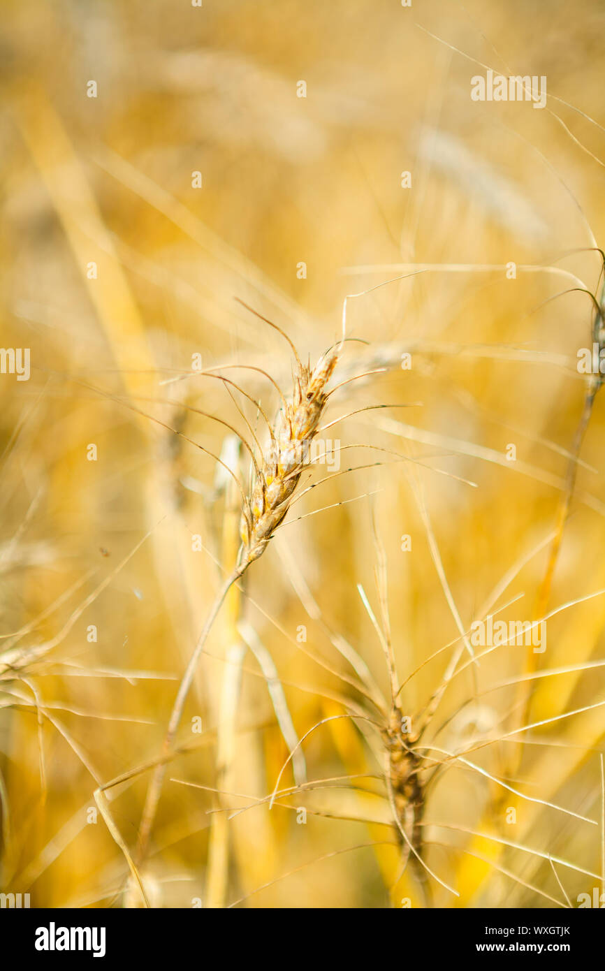 Non wheat grains hi-res stock photography and images - Alamy