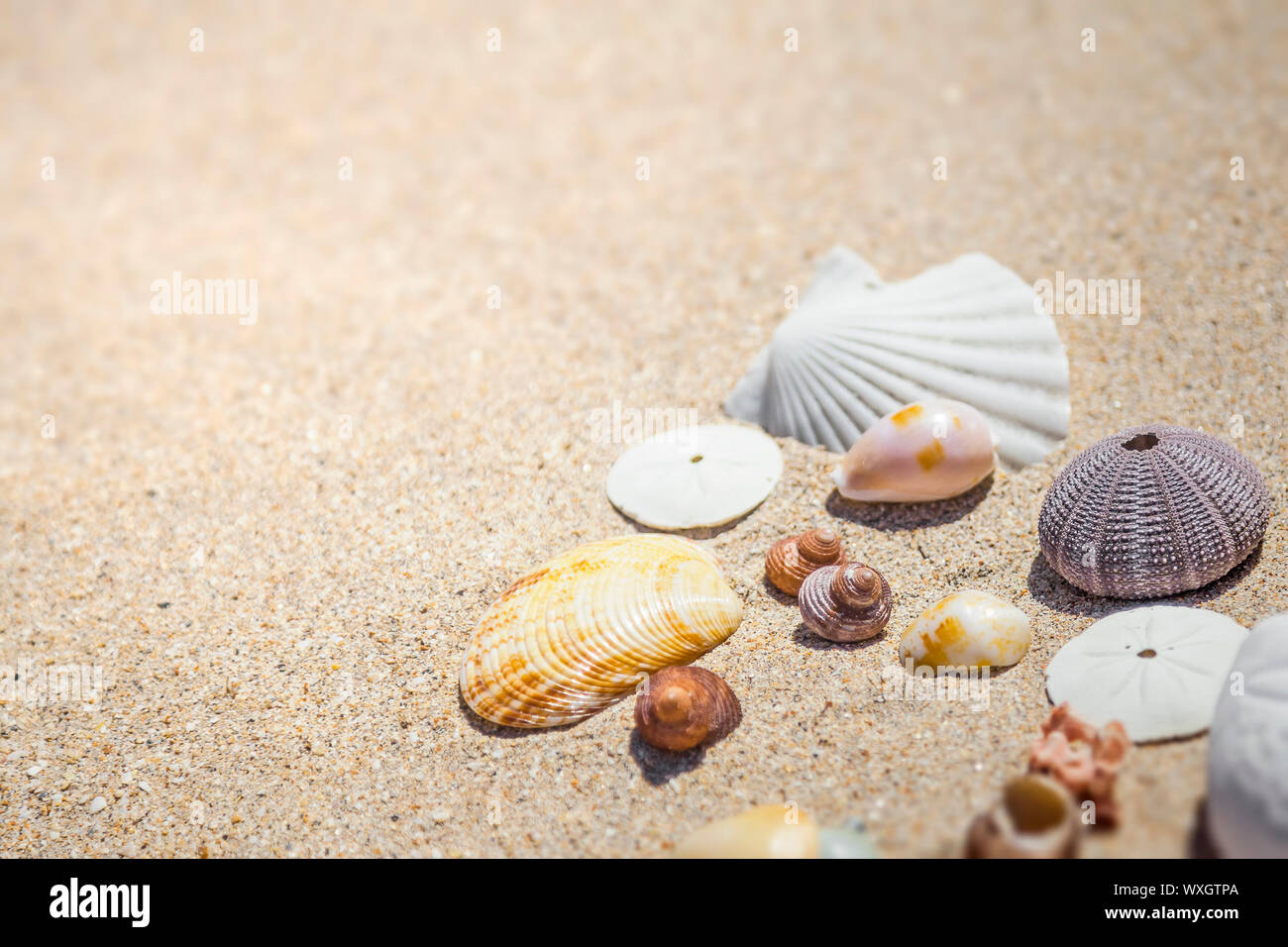 An image of some nice shells in the sand Stock Photo - Alamy