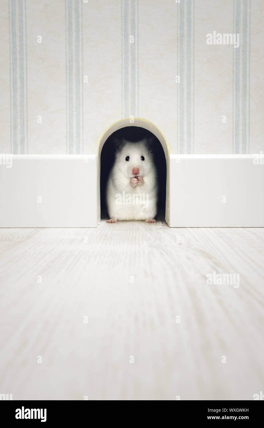 Hamster standing in his den in a house Stock Photo - Alamy