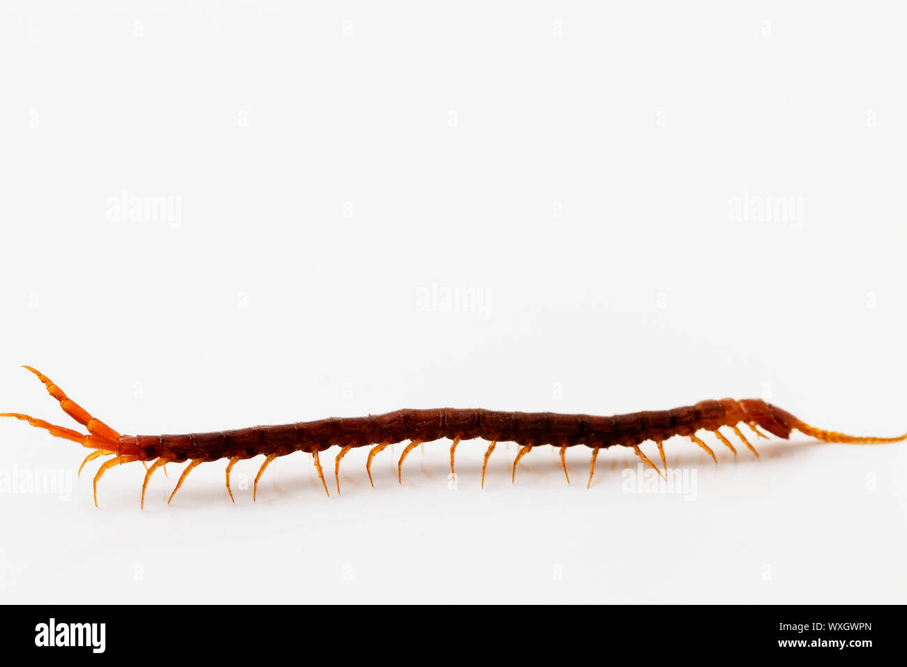 closeup of one brown centipede on white background Stock Photo - Alamy