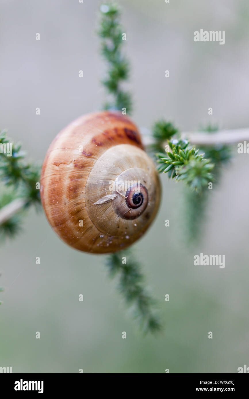 Volute tree hi-res stock photography and images - Alamy