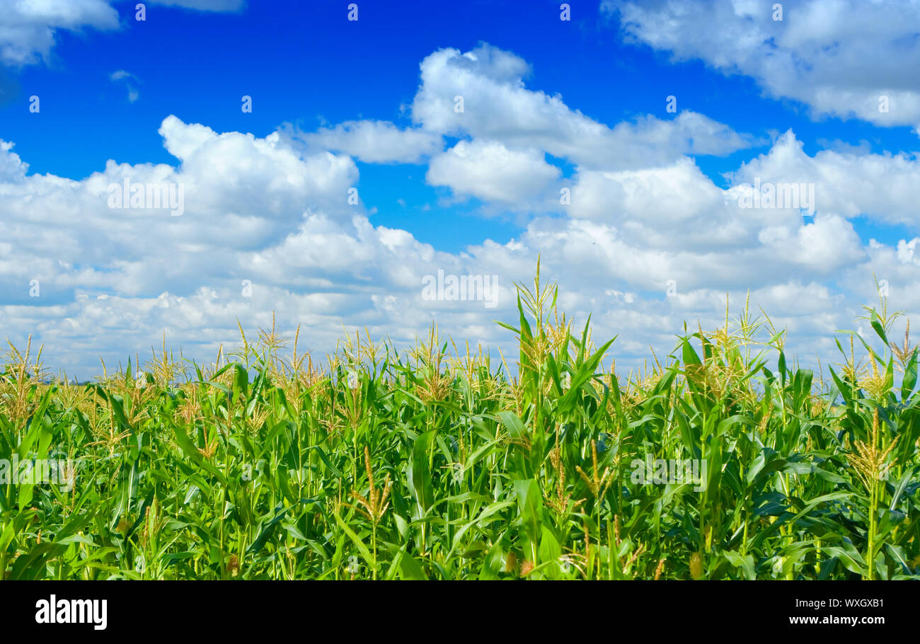 plants of corn monoculture blue sky Stock Photo - Alamy