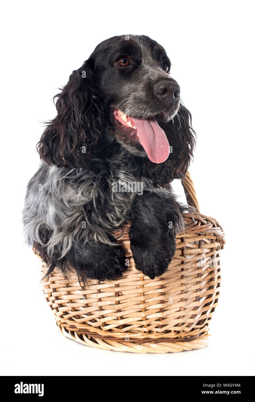 portrait of a purebred english cocker in a studio Stock Photo - Alamy