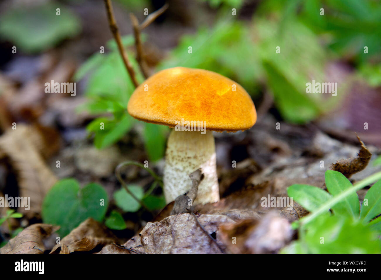 Orange cap boletus. Crop of forest edible mushrooms. A young boletus ...