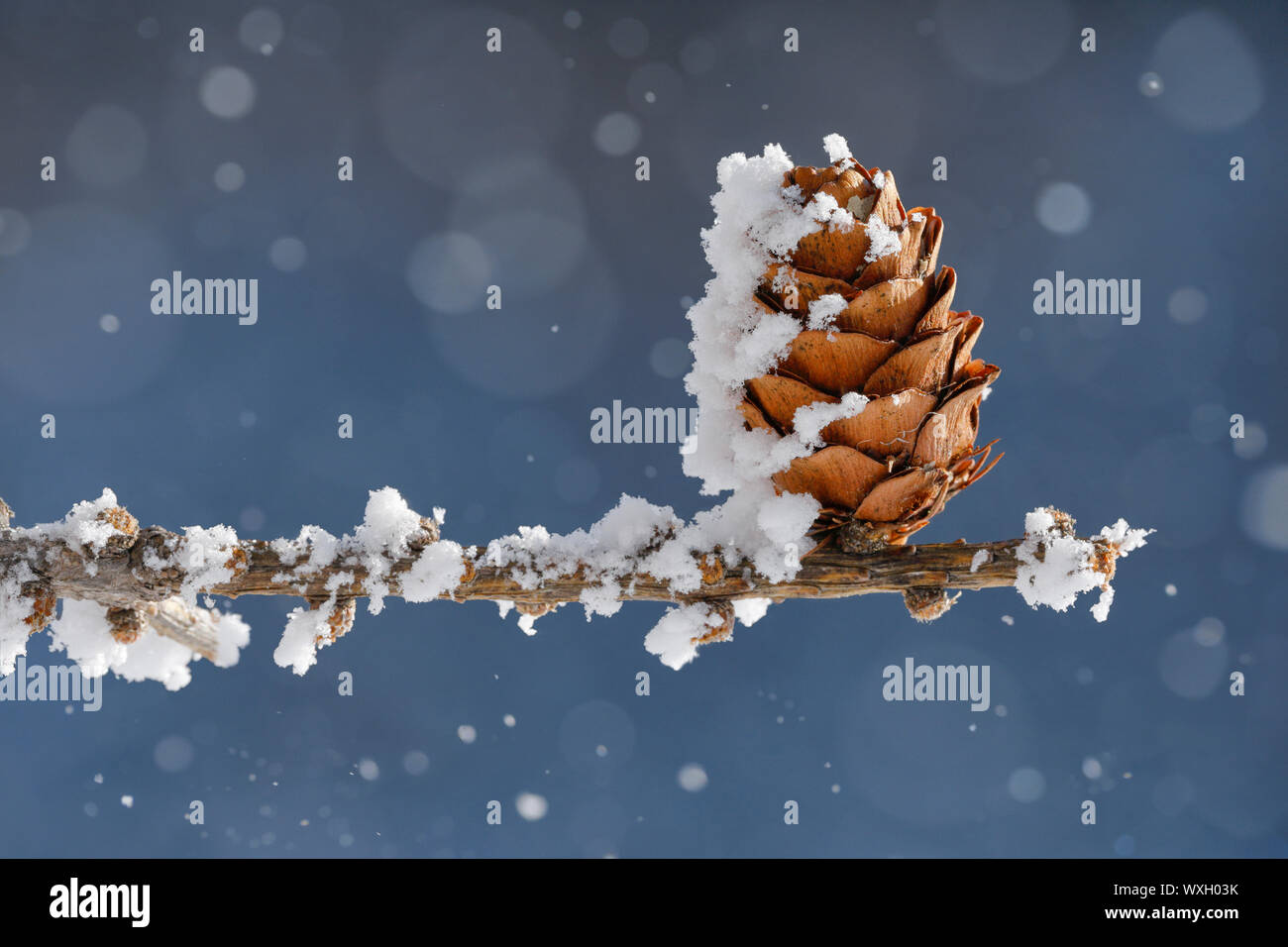 Common Larch, European Larch (Larix decidua). Snowy cone. Grisons ...