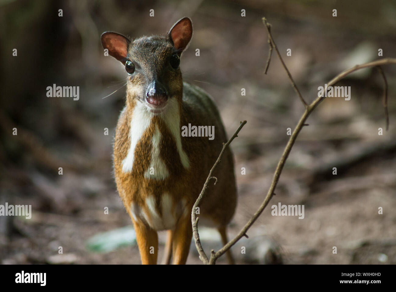 Lesser Mouse Deer in Forest Stock Photo - Alamy