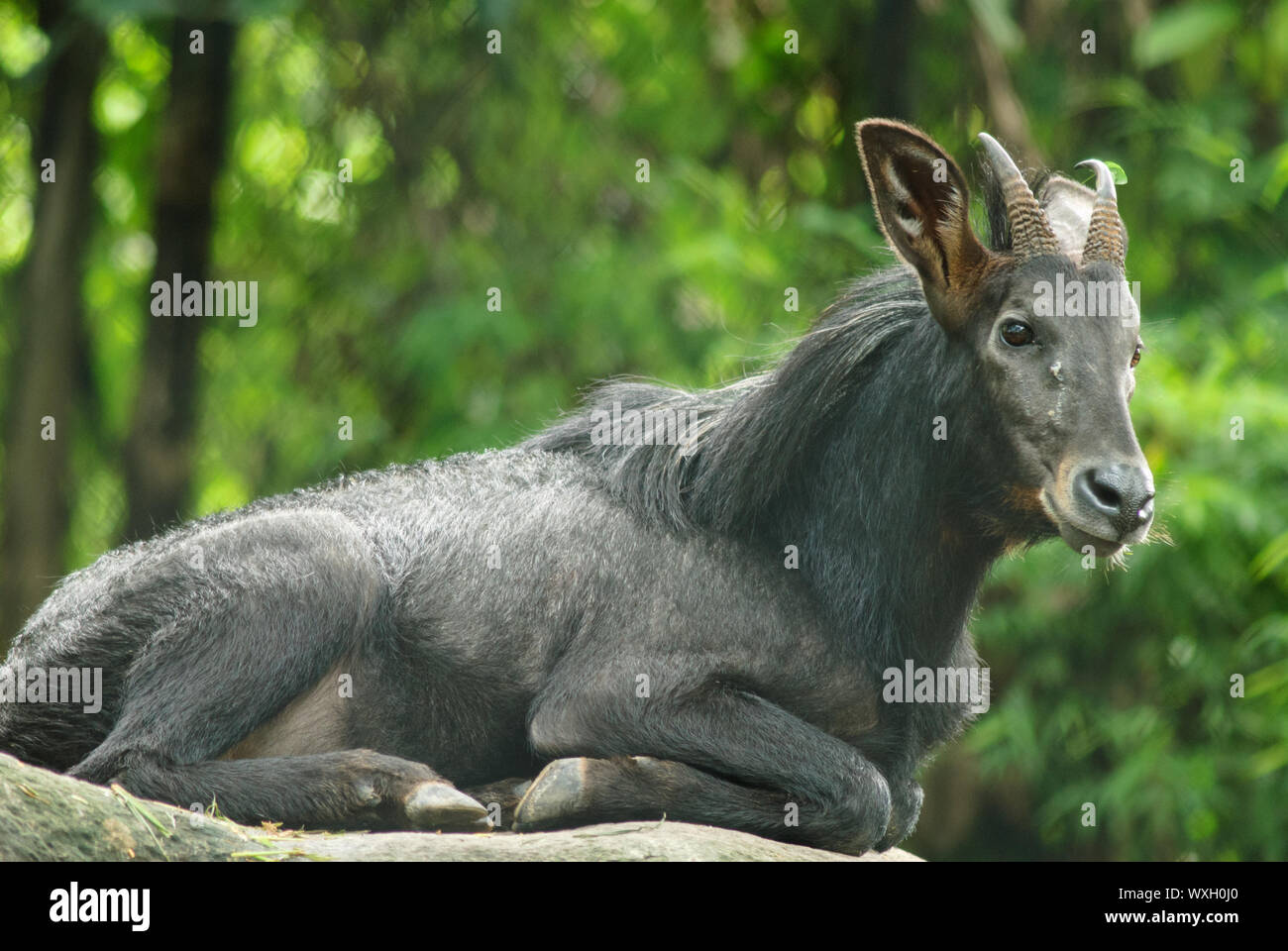 Sumatran serow hi-res stock photography and images - Alamy