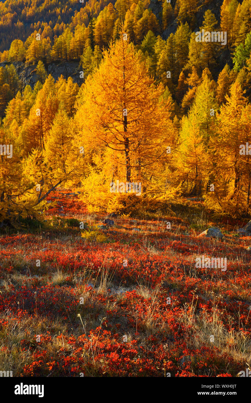 Common Larch, European Larch (Larix decidua). Trees in autumn colours ...