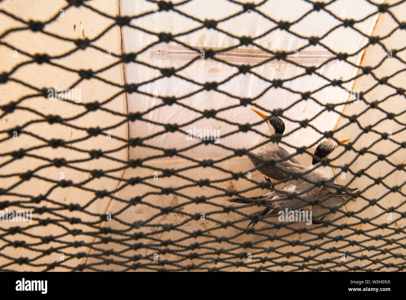 Sea birds were caught in a net Stock Photo - Alamy