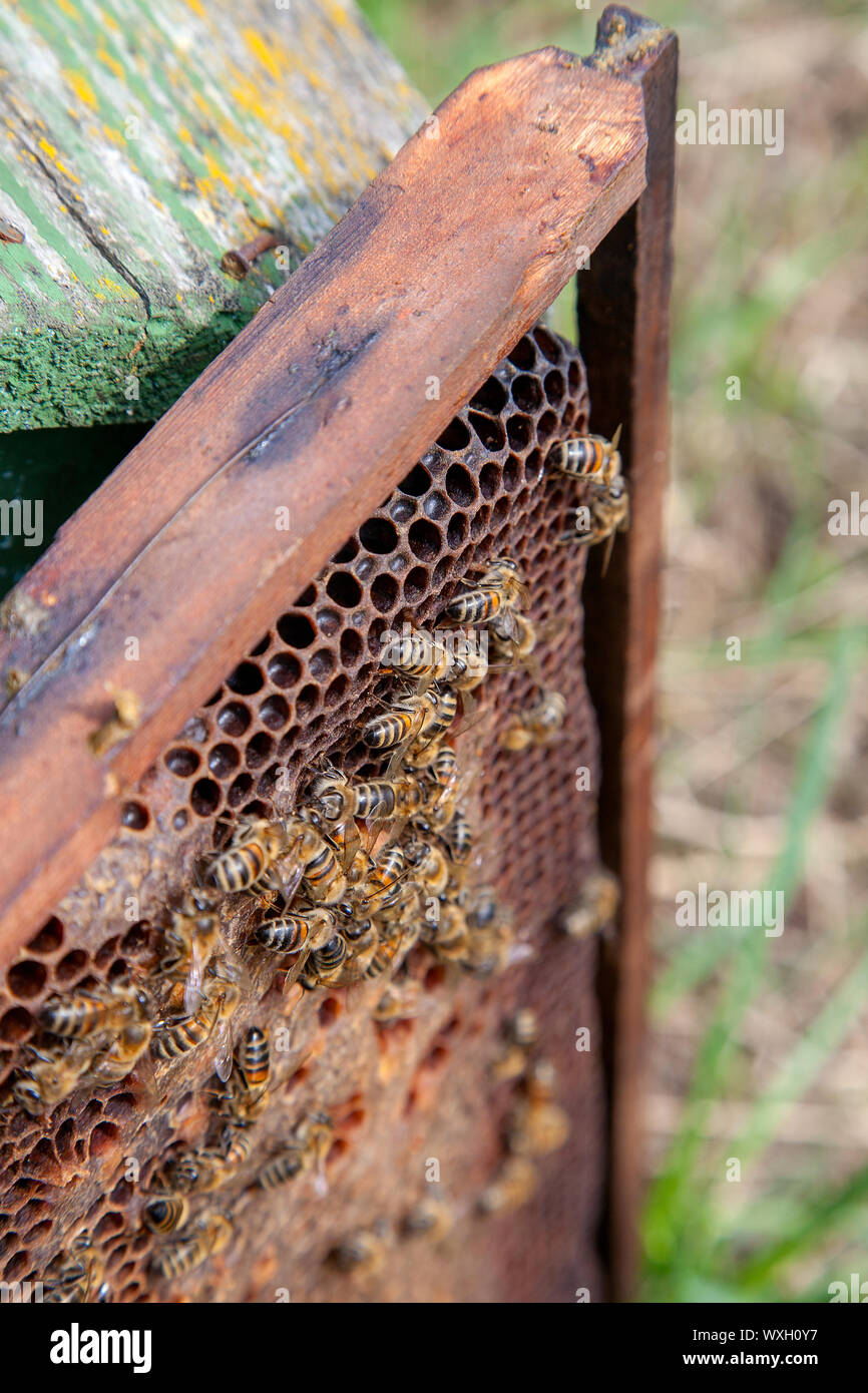 Frames of a beehive. Close up view of the working bees on honeycomb ...