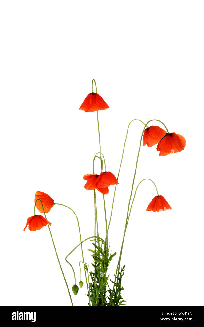 Poppy isolated on white background Stock Photo - Alamy