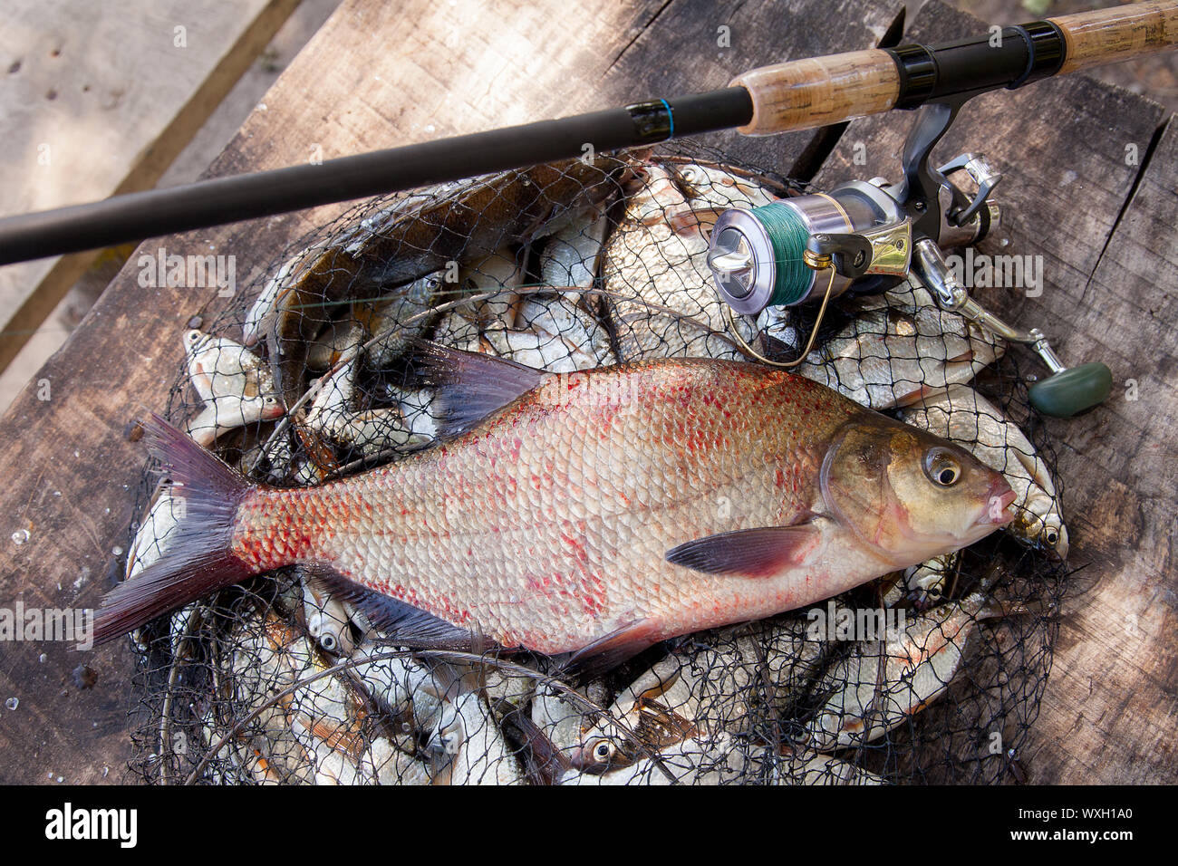Good catch. Just taken from the water big freshwater common bream known ...