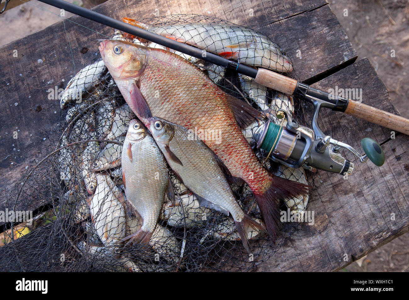 Fishing concept, trophy catch - big freshwater common bream known as ...