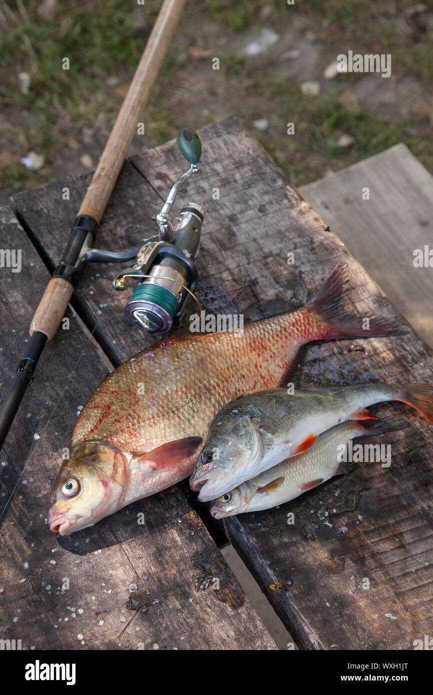 Good catch concept. Big freshwater common bream known as bronze bream ...
