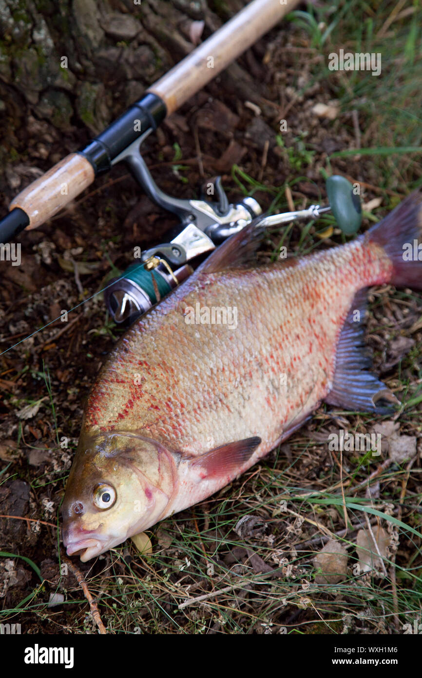 Good catch. Just taken from the water big freshwater common bream known ...