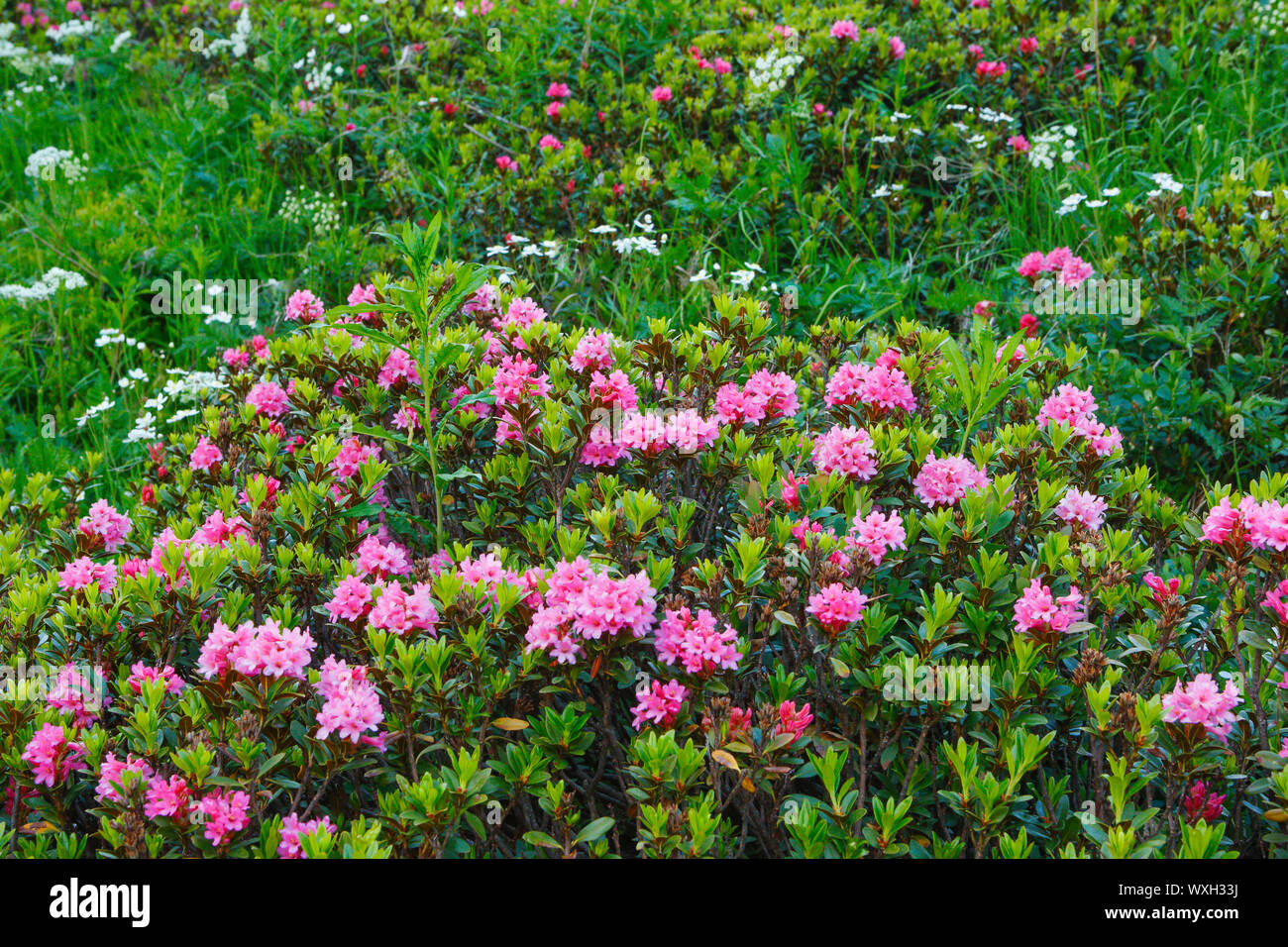 Rusty-leaved Alpenrose (Rhododendron ferrugineum), flowering plants ...