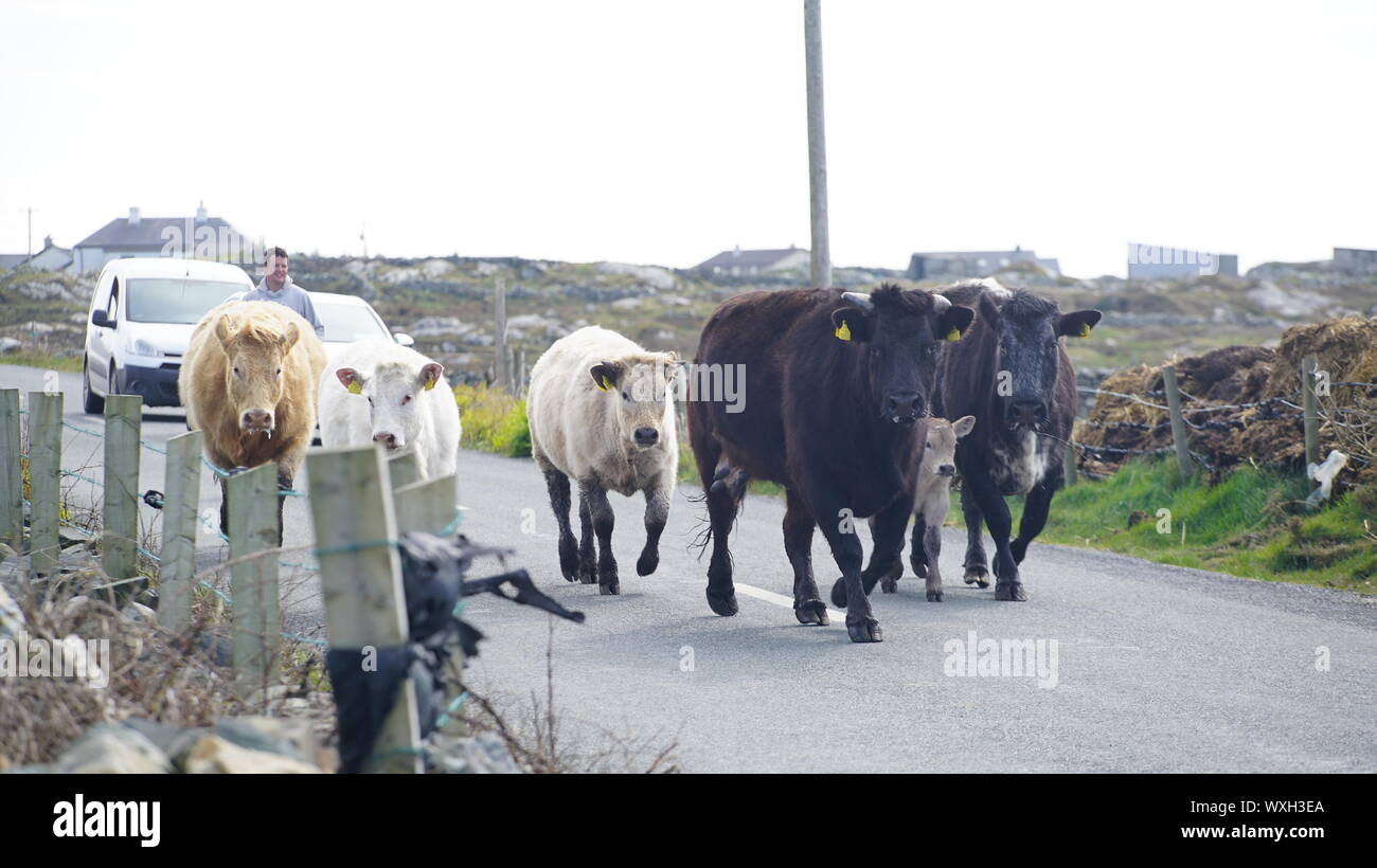 Cattle being herded hi-res stock photography and images - Alamy