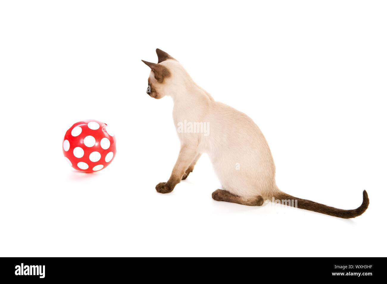 Spotted ball hi-res stock photography and images - Alamy
